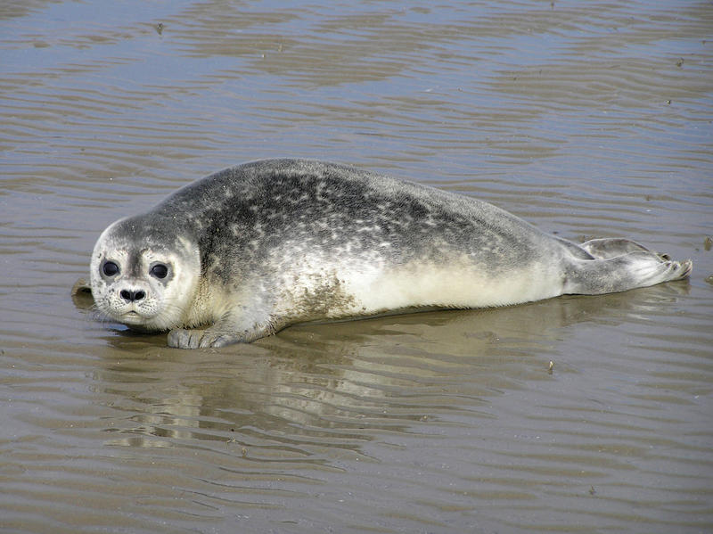 Nachwuchs bei Seehunden: Nationalparks warnen vor Störungen ...